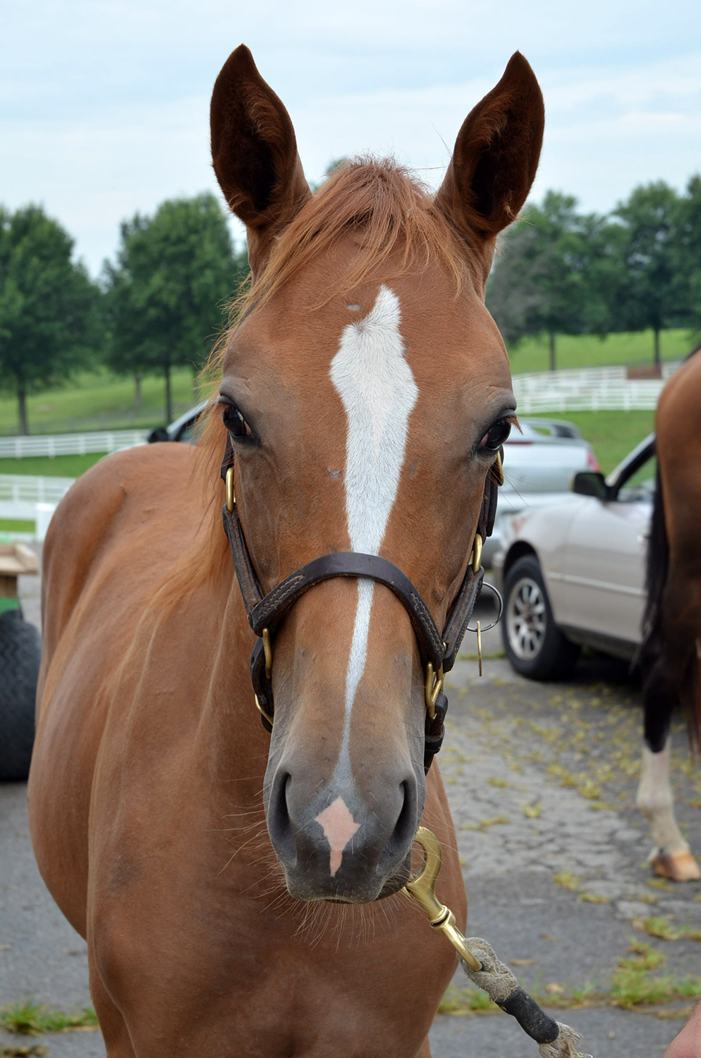 Sassy Ashley RRP Update April Adventures - Neigh Savers Foundation