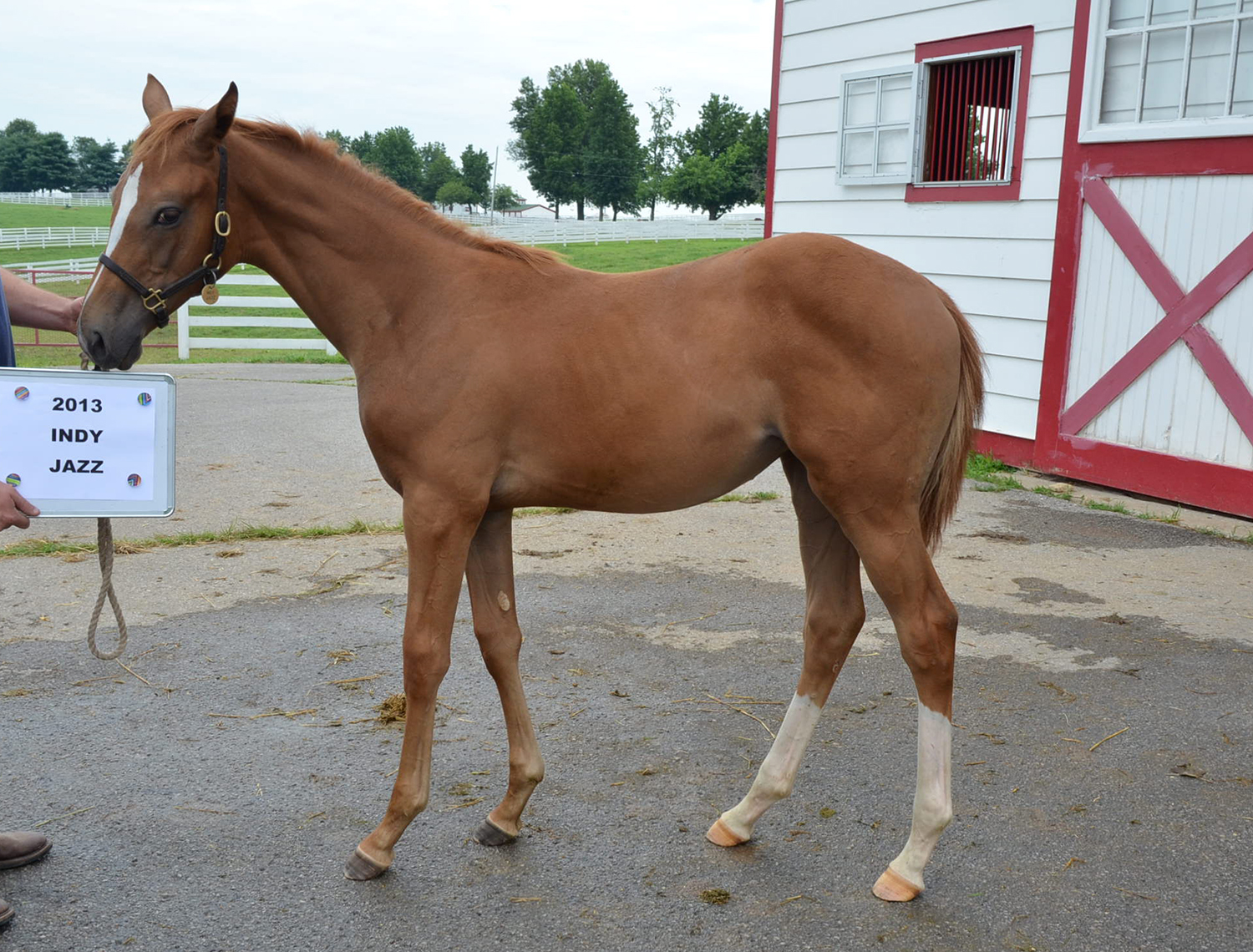 Sassy Ashley RRP Update April Adventures - Neigh Savers Foundation