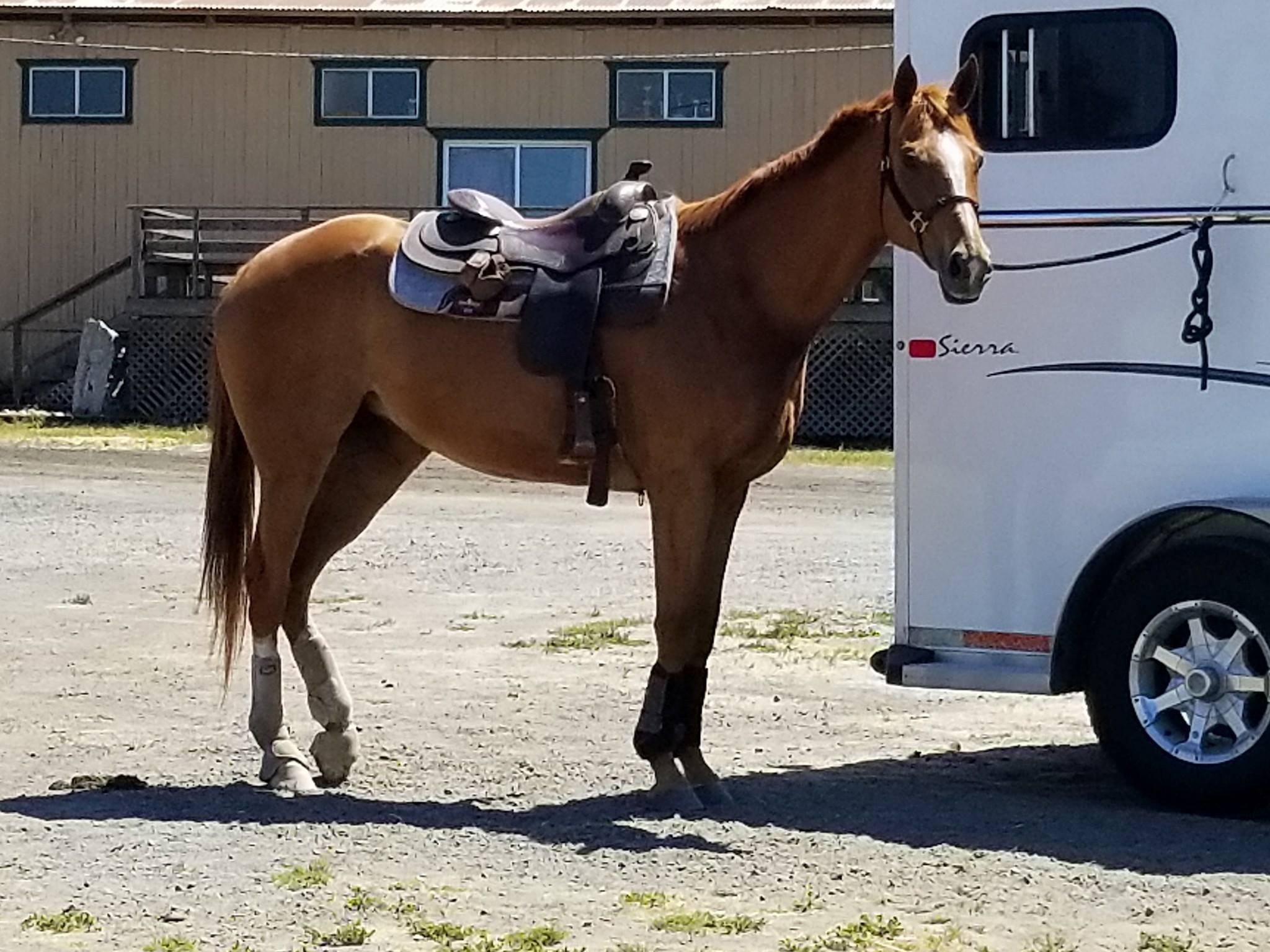 Sassy Ashley RRP Update May and June - Neigh Savers Foundation