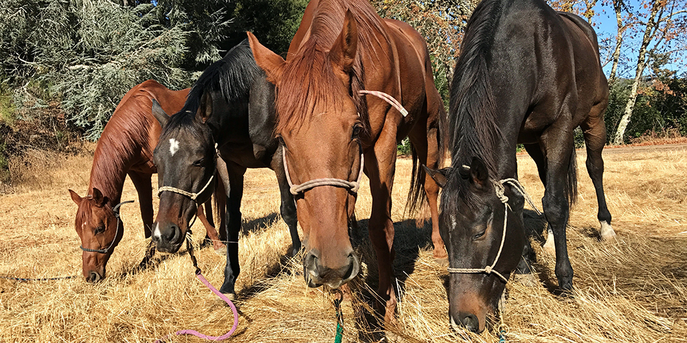 Home - Neigh Savers Foundation