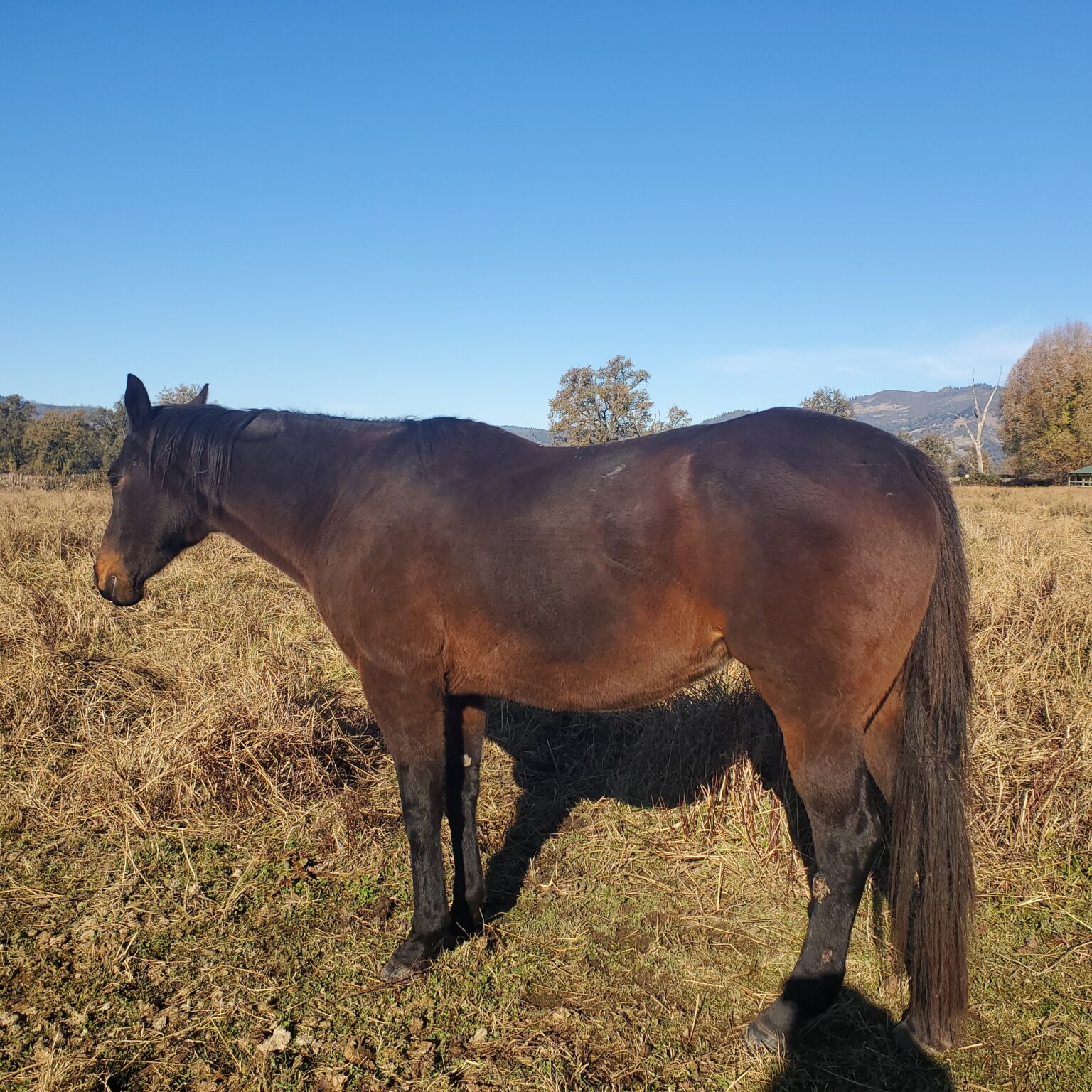 Sanctuary Horses - Neigh Savers Foundation
