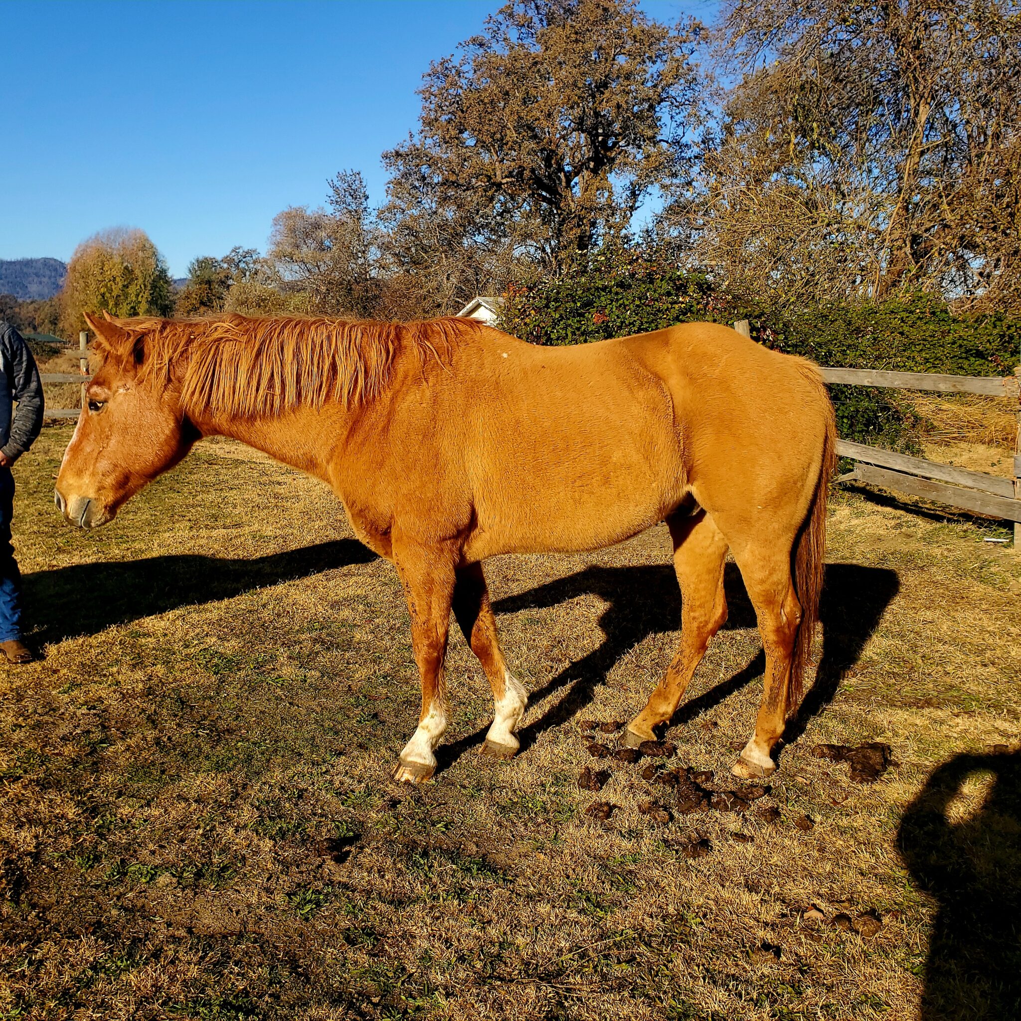 Sanctuary Horses - Neigh Savers Foundation