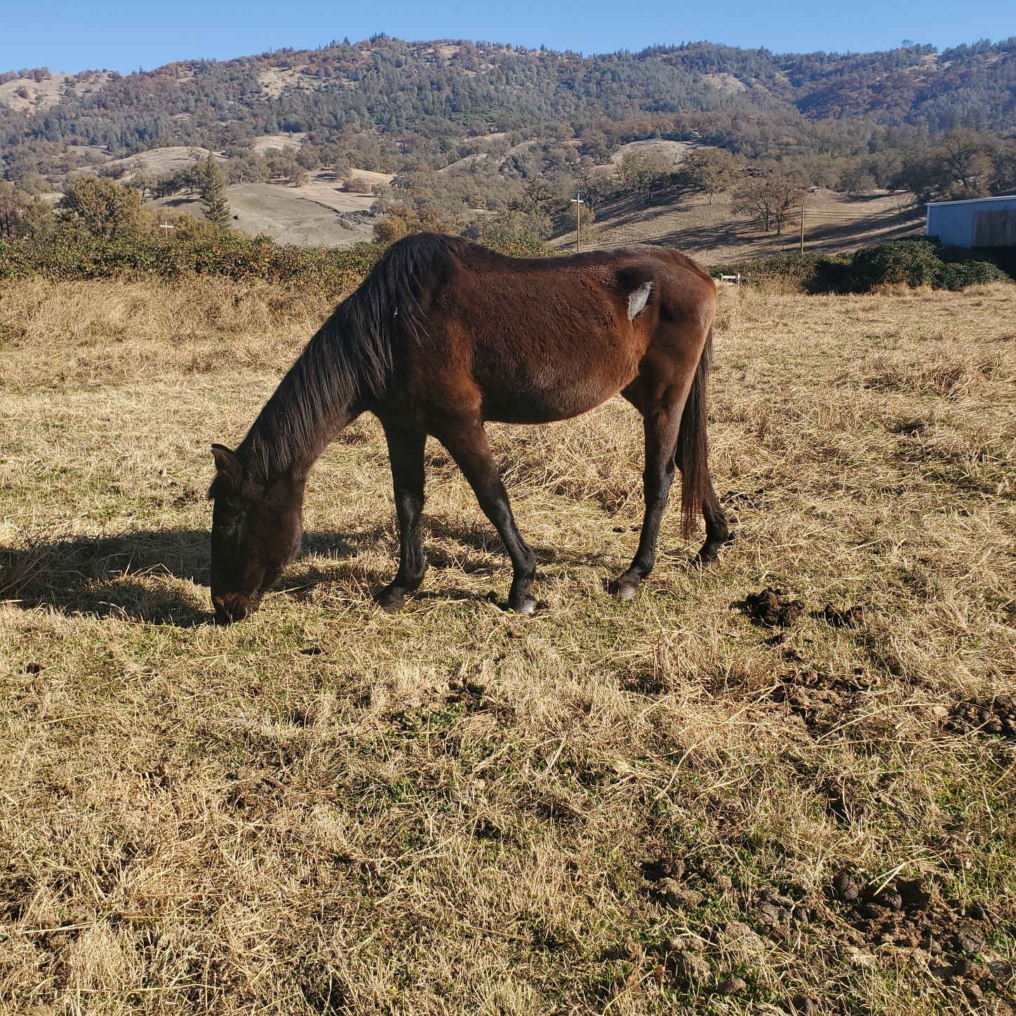 Sanctuary Horses - Neigh Savers Foundation