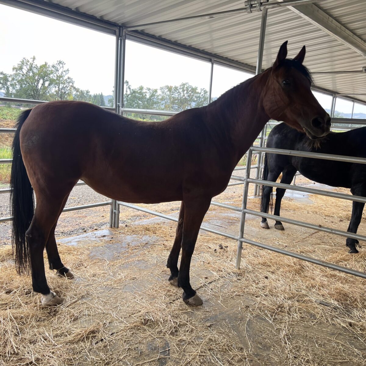 Marci - Neigh Savers Foundation